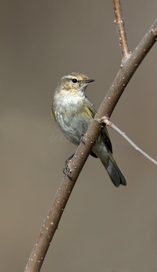 Mountain chiffchaff stock photo. Image of chiffchaff - 138640254