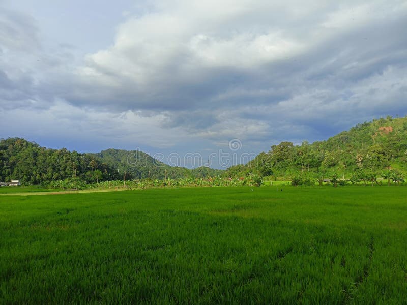 Mountain Clouds and Green Rice Fields in Bogor Regency Stock Image ...