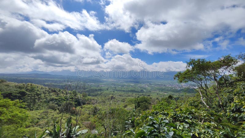 Mountain coffee garden stock image. Image of coffee - 310183639