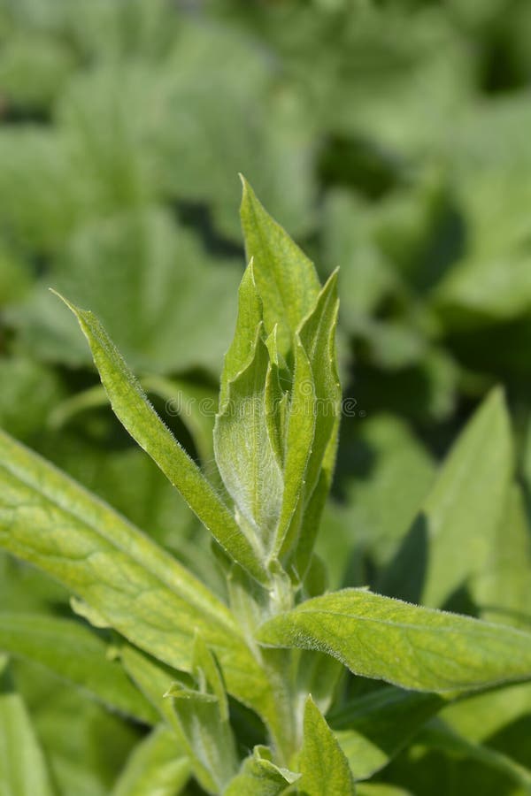 Mountain cornflower stock photo. Image of outdoors, mountain - 326755346