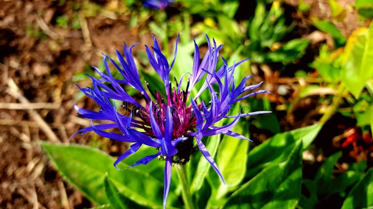Mountain cornflower purple stock image. Image of herb - 217862135