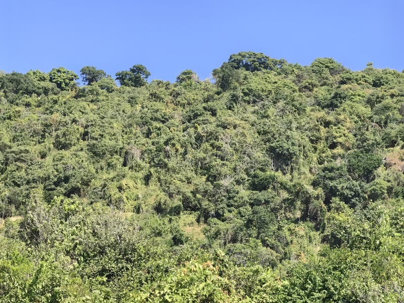 A Mountain Covered with Jungle Stock Photo - Image of scenic, mountain ...