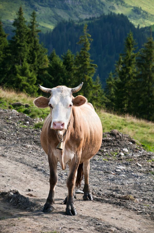 Mountain Cow stock photo. Image of mountain, nature, white - 21594024