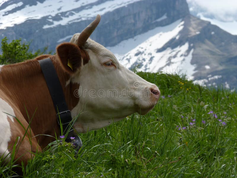 Mountain cow stock photo. Image of switzerland, resting - 64483680