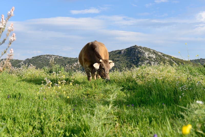 Mountain Cows stock photo. Image of cows, landscape, land - 51929042