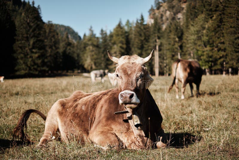 Mountain and cows in italy stock image. Image of safari - 242155683