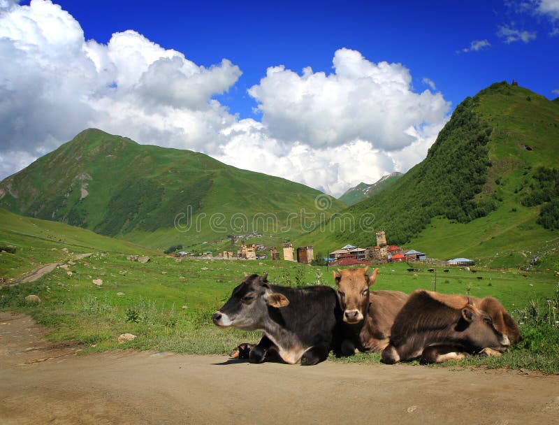 Mountain cows stock photo. Image of lying, outdoor, forest - 32385662