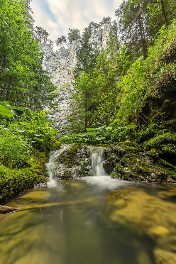 Mountain-brook Flowing in the Old Tree Stock Image - Image of nature ...