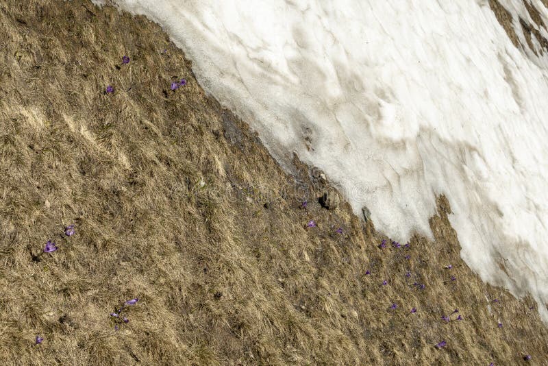 Mountain Crocus Crocus Heuffelianus, Crocus Vernus on Dried Grass, with ...