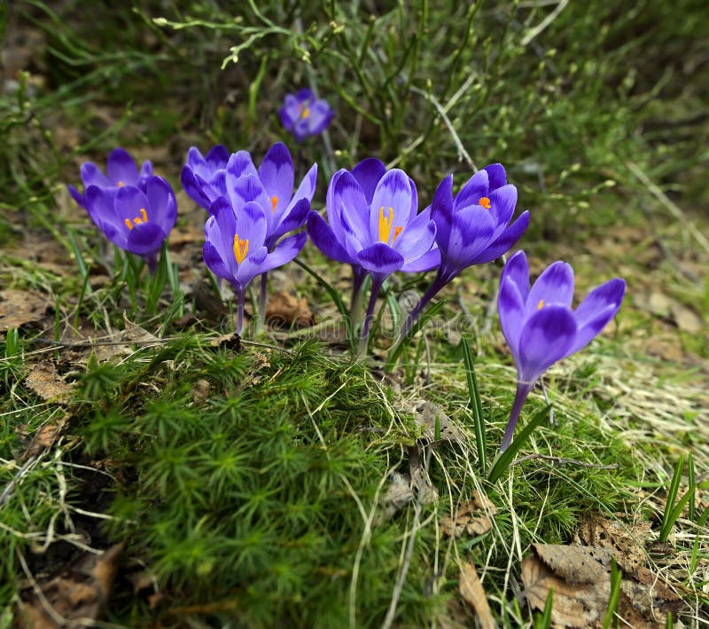 Mountain stock photo. Image of crocus, flowers, mountains - 40583106