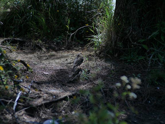 Mountain Crow Hiding Behind a Tree Stock Photo - Image of animal, green ...