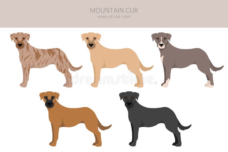 Mountain Cur Clipart. Different Poses, Coat Colors Set Stock Vector ...