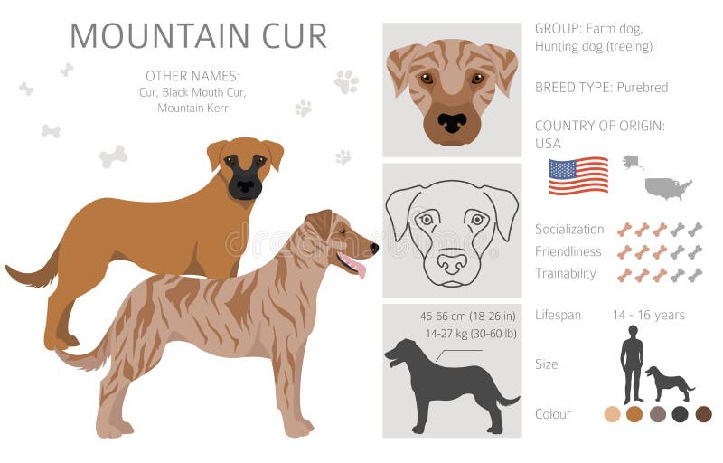 Mountain Cur Clipart. Different Poses, Coat Colors Set Stock Vector ...