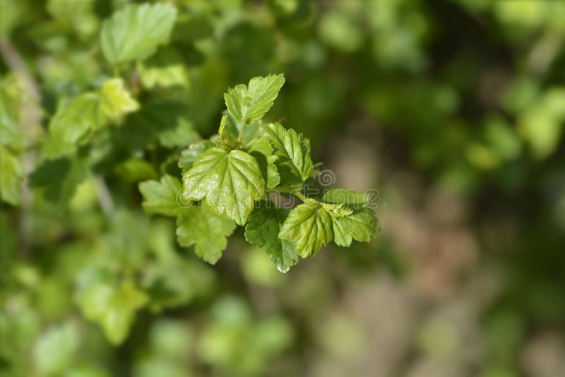 Mountain currant stock photo. Image of outdoors, spring - 216505378