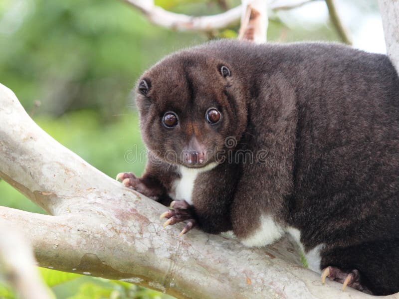 Mountain Cuscus in Papua New Guinea Stock Photo - Image of climb ...