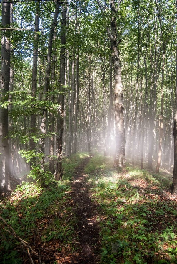 Mountain Deciduous Forest with Sunlights and Hiking Trail Stock Photo ...