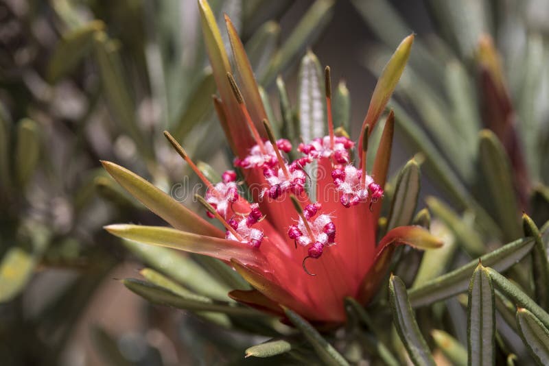 Mountain Devil stock image. Image of australia, lambertia - 199623237