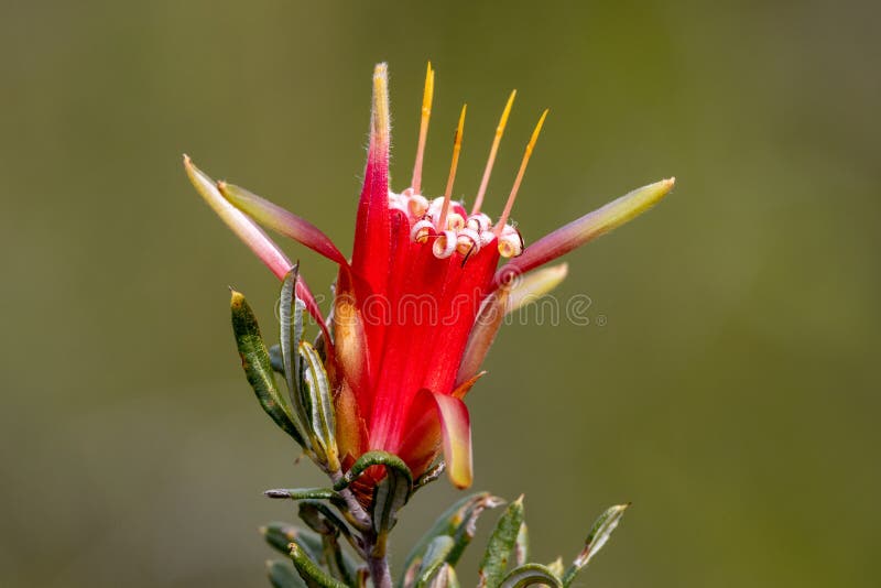 Mountain Devil or Honey Flower Stock Photo - Image of honey, nature ...