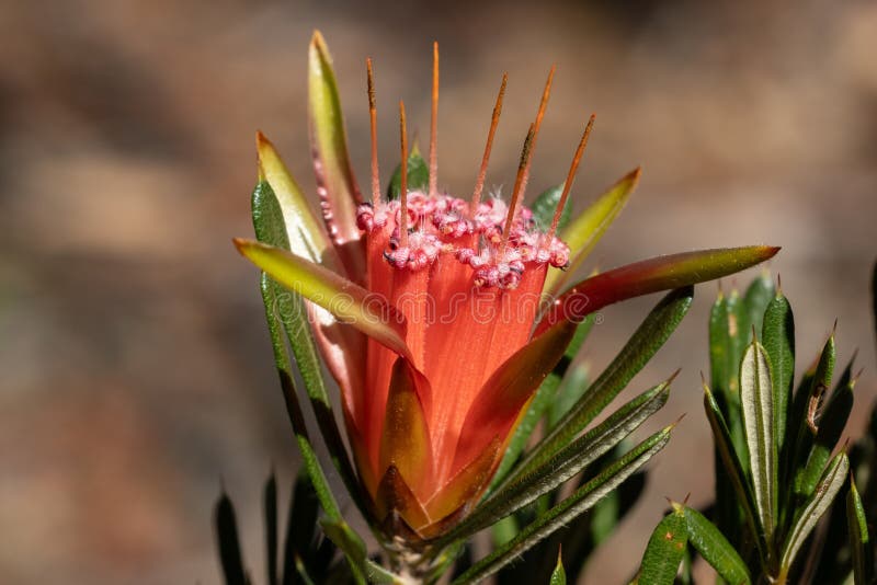 Mountain Devil or Honey Flower Stock Image - Image of nature, formosa ...