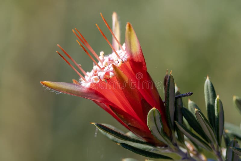 Mountain Devil stock photo. Image of lambertia, australia - 218662960