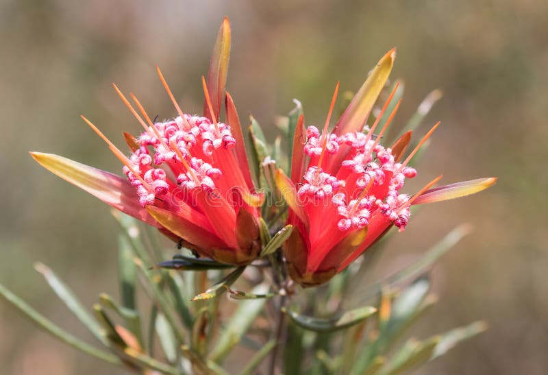 Mountain Devil stock image. Image of formosa, lambertia - 189986955