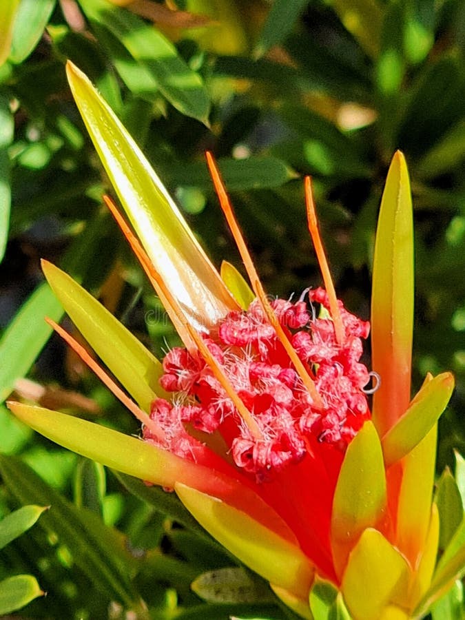 Mountain Devil Lambertia Formosa an Australian Native Shrub Stock Photo ...