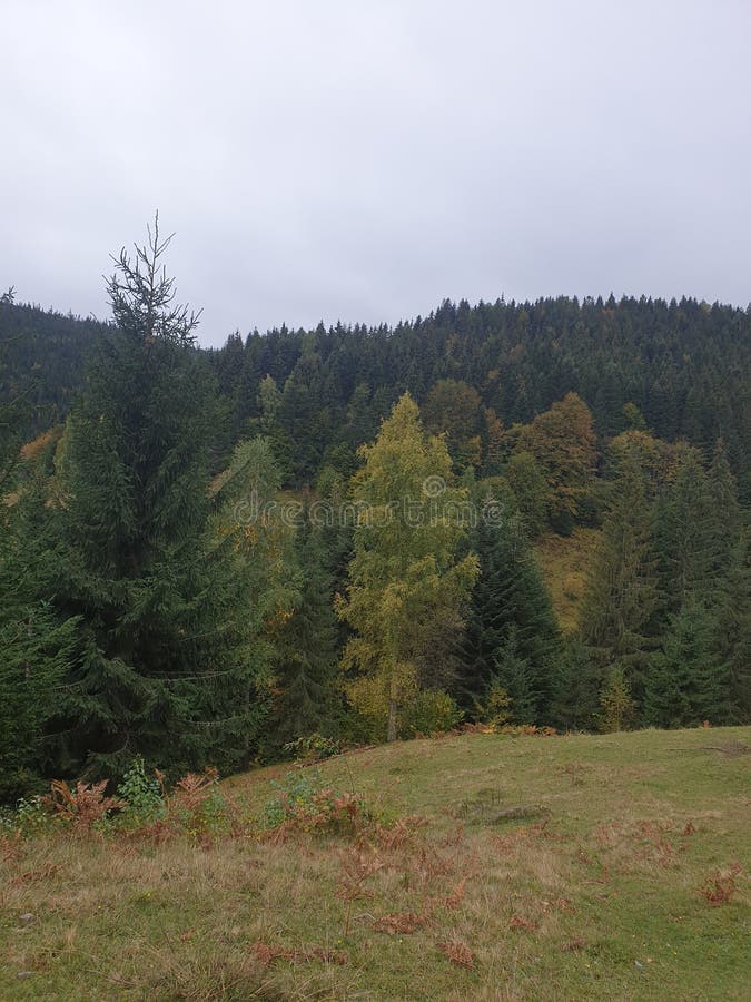Mountain, Different Type of Trees Stock Image - Image of nature, autumn ...