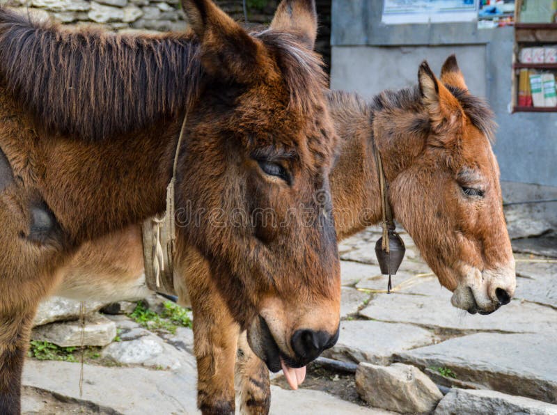 Exhausted Donkey Lying on the Grass Stock Photo - Image of green, field ...