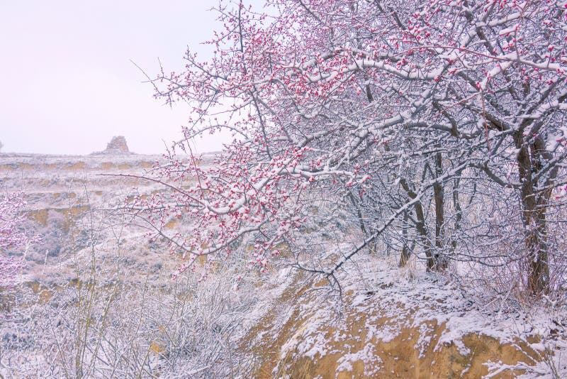Mountain early spring stock photo. Image of tree, hill - 177781784