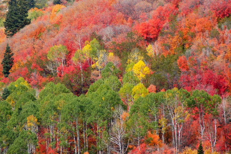 Mountain fall colors stock image. Image of mountains, wilderness - 267513