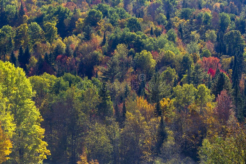 Mountain Fall Foliage stock photo. Image of nature, grass - 34112808
