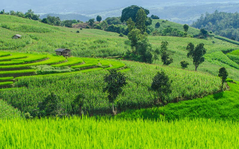 Mountain Farm stock image. Image of farmer, countryside - 34106253