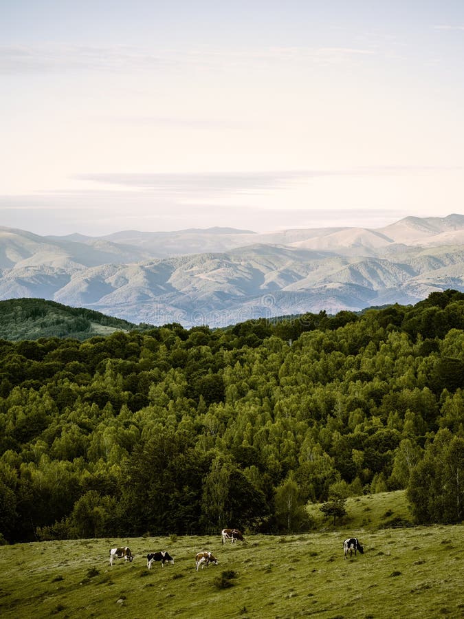 Mountain Farm Landscape with Cows Stock Photo - Image of outdoor ...