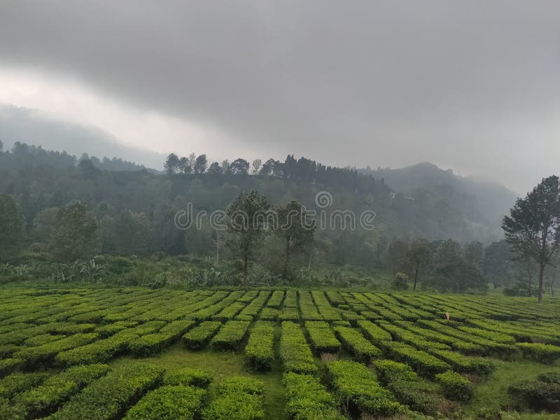 Mountain Farm Tea Green Tree Land Stock Photo - Image of plain, land ...