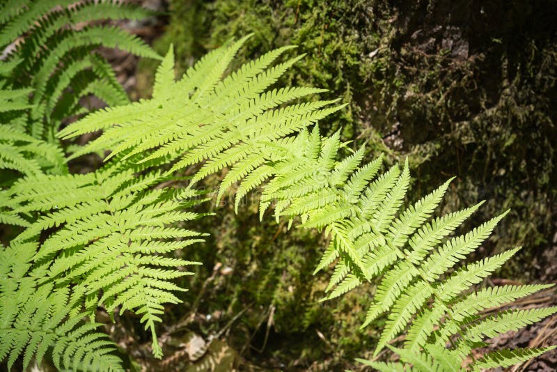 Mountain Ferns stock image. Image of spring, beautiful - 73425593