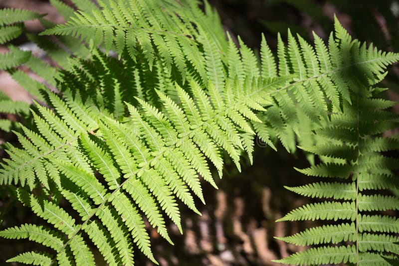 Mountain ferns landscape stock image. Image of landscapevery - 82586645