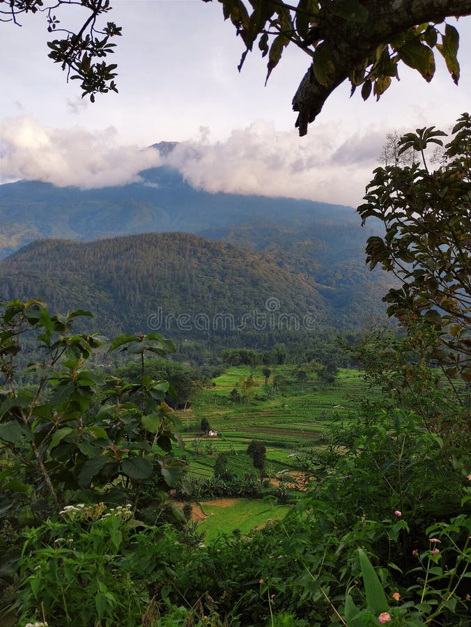 Mountain and Field East Java Stock Image - Image of plant, mountain ...