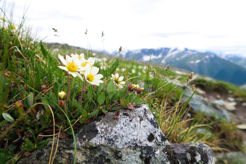 Mountain Field Flowers Growing on the Rocks Stock Photo - Image of ...