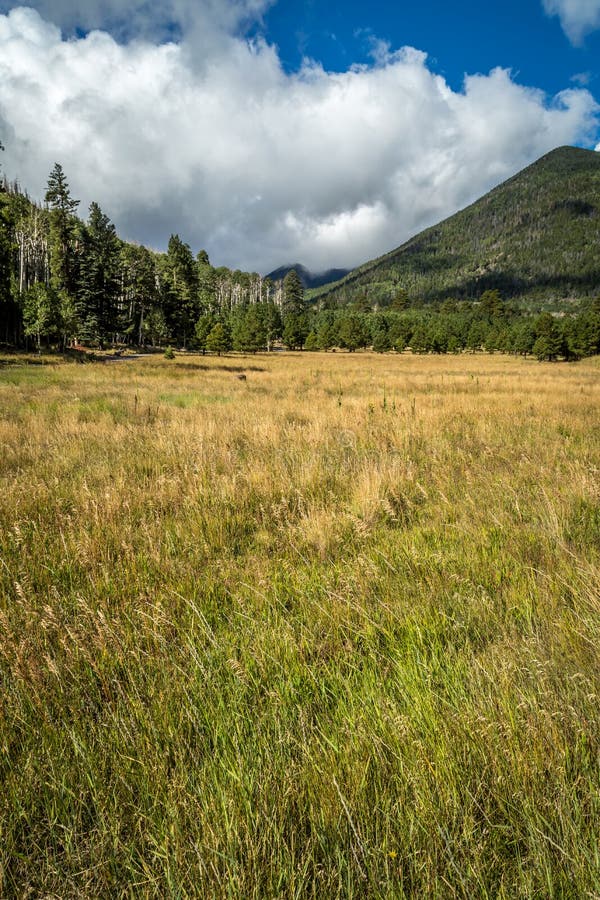 Mountain field meadow stock image. Image of green, textures - 59853569