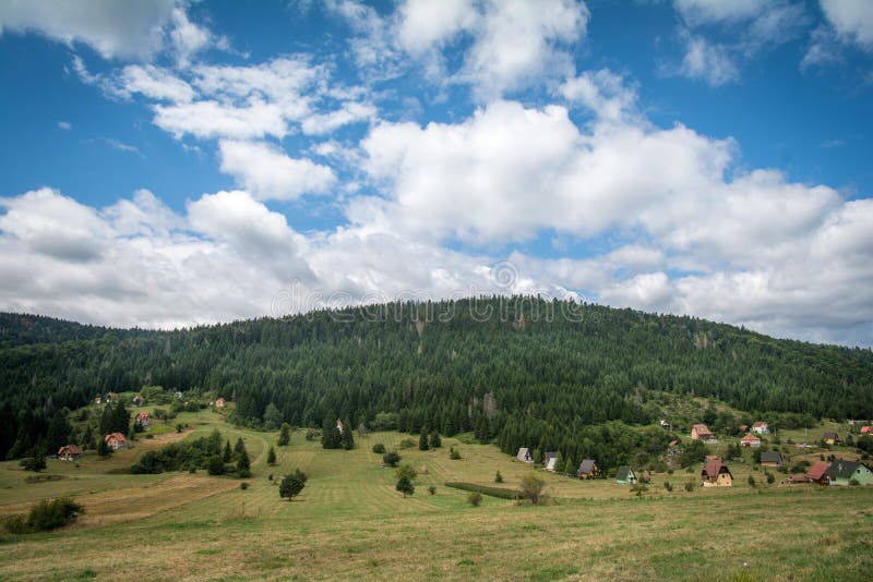 Mountain Fields and Pine Forest. Stock Image - Image of sheep, tara ...