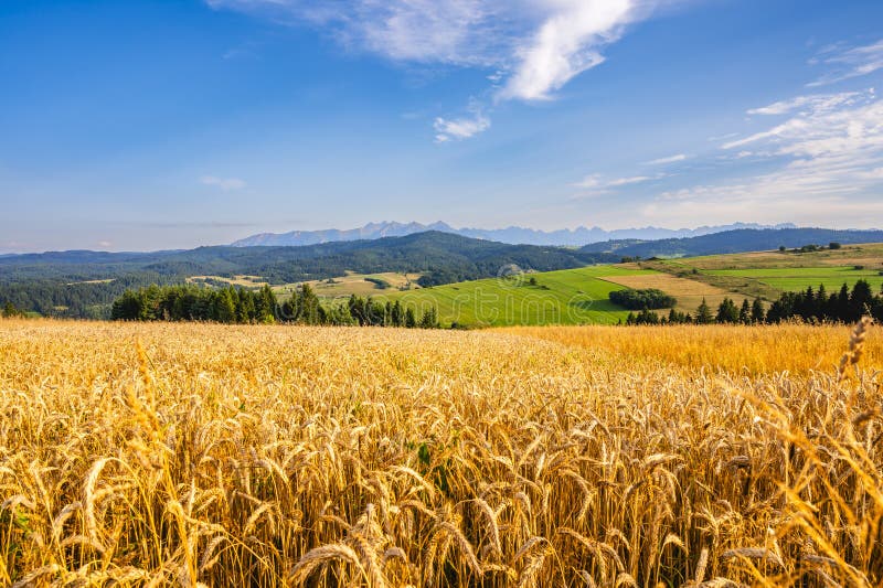Mountain Fields in the Summer Stock Photo - Image of vacation, travel ...