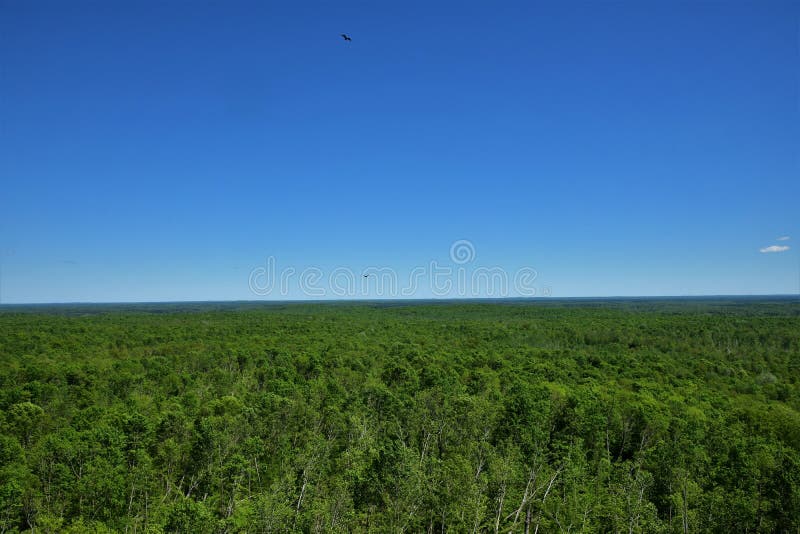 Mountain Fire Tower Scenic View Birds Flying Over the Canopy Stock ...