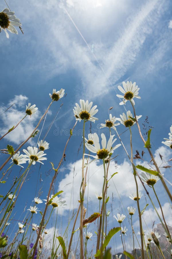 Mountain Flora from an Italian Mountain Pasture in the Dolomites Area ...