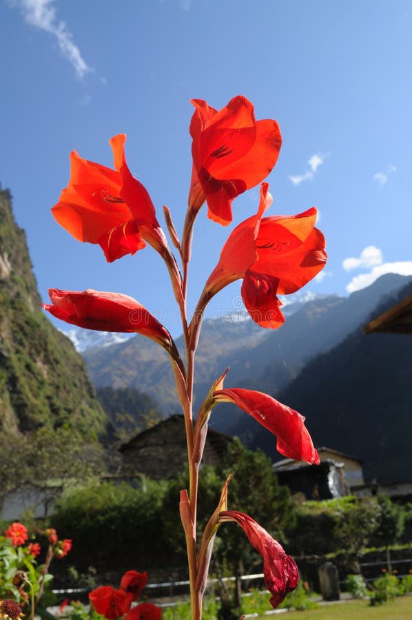 Mountain flower stock photo. Image of wild, tree, view - 25876428