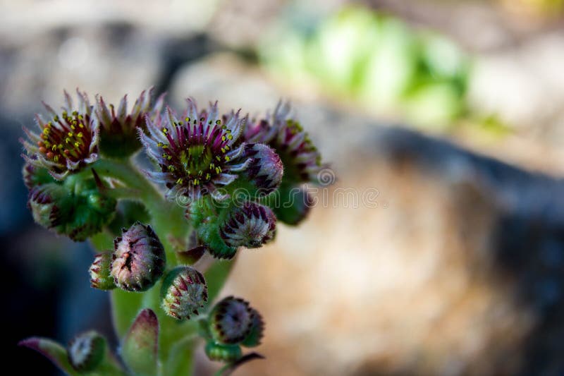 Mountain Flower for Alpine Slide Stock Image - Image of growth, leaf ...