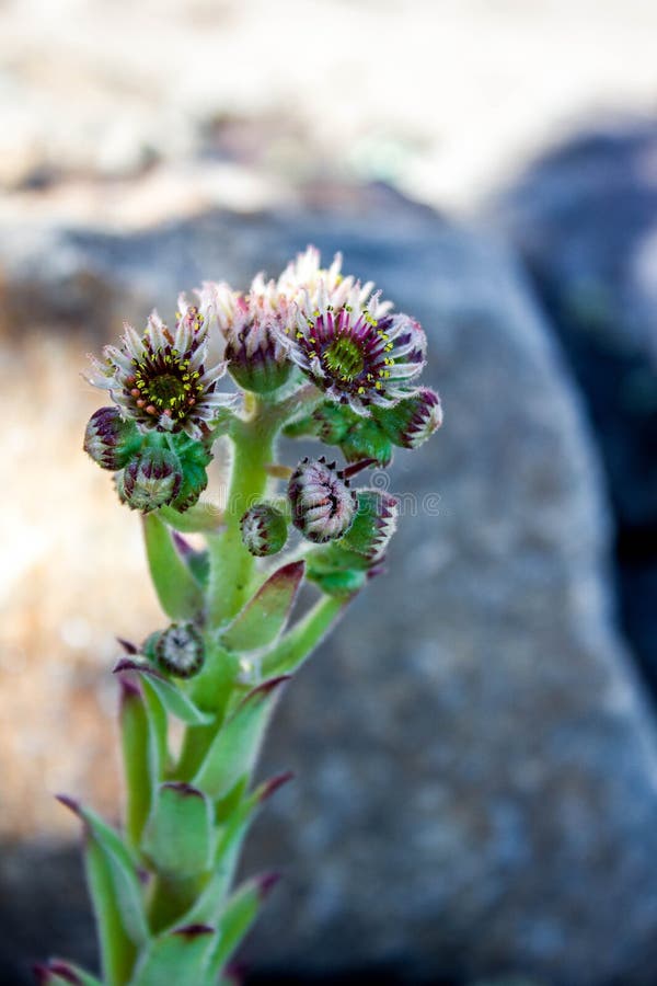 Mountain Flower for Alpine Slide Stock Image - Image of blooming ...