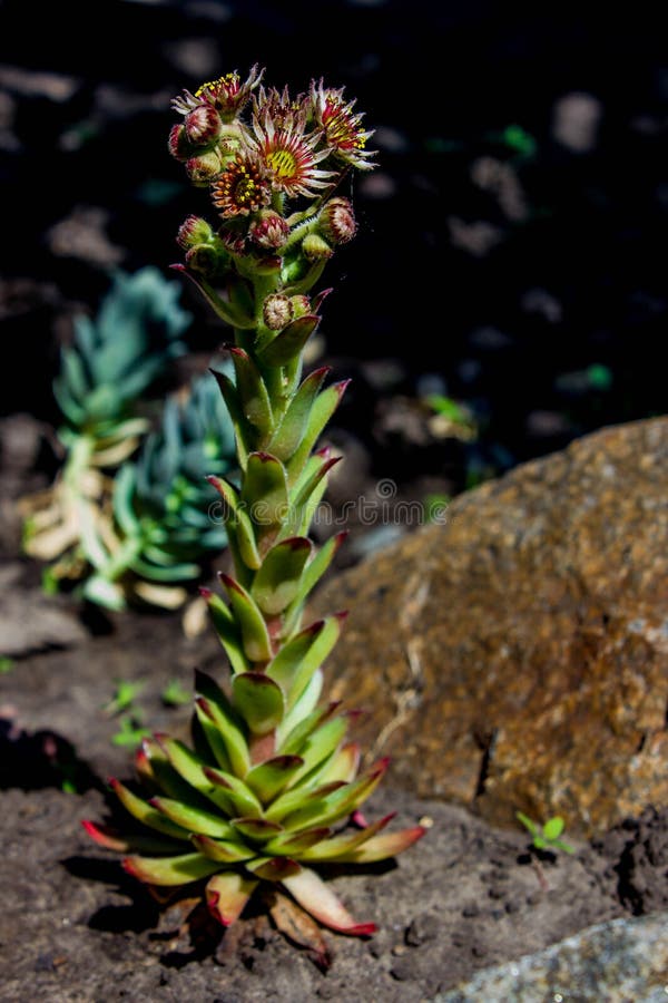 Mountain Flower for Alpine Slide Stock Image - Image of landscaping ...