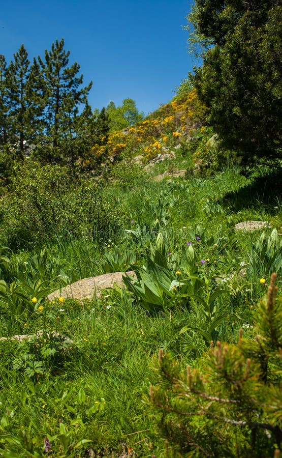 Vall De Sorteny Nature Park, Andorra Stock Image - Image of beautiful ... Vall De Sorteny Nature Park, Andorra Stock Image - Image of beautiful ...