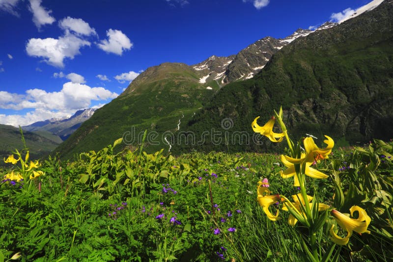 Mountain flowers stock photo. Image of ascent, travel - 10990234