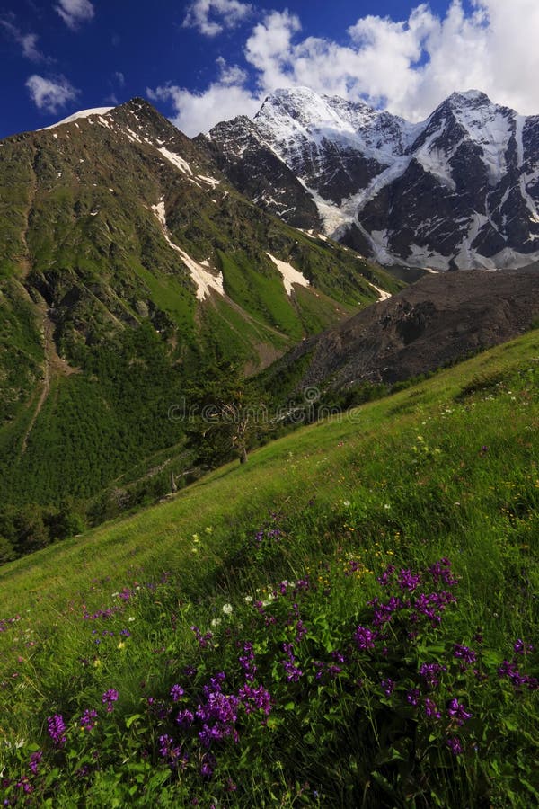 Mountain flowers stock photo. Image of ascent, travel - 10990234